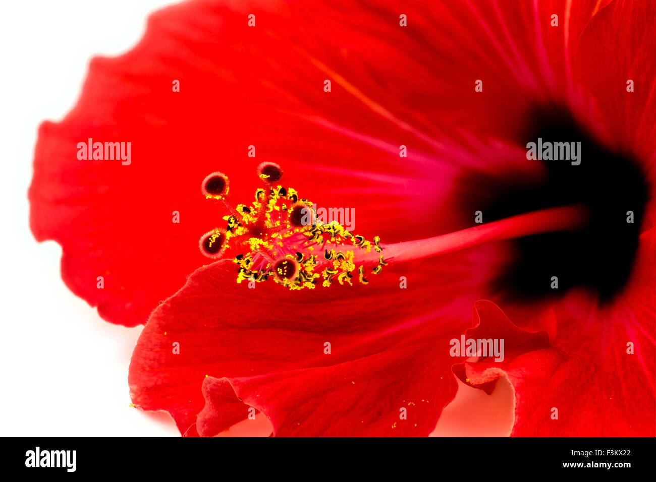 Inside the stem hi-res stock photography and images - Alamy