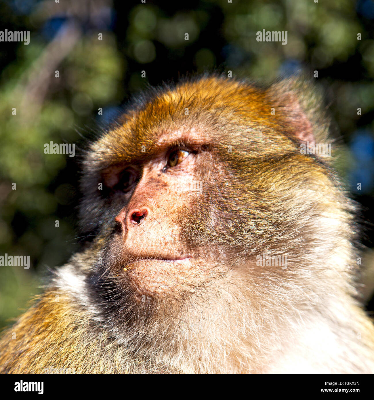 old monkey in africa morocco and natural background fauna close up ...
