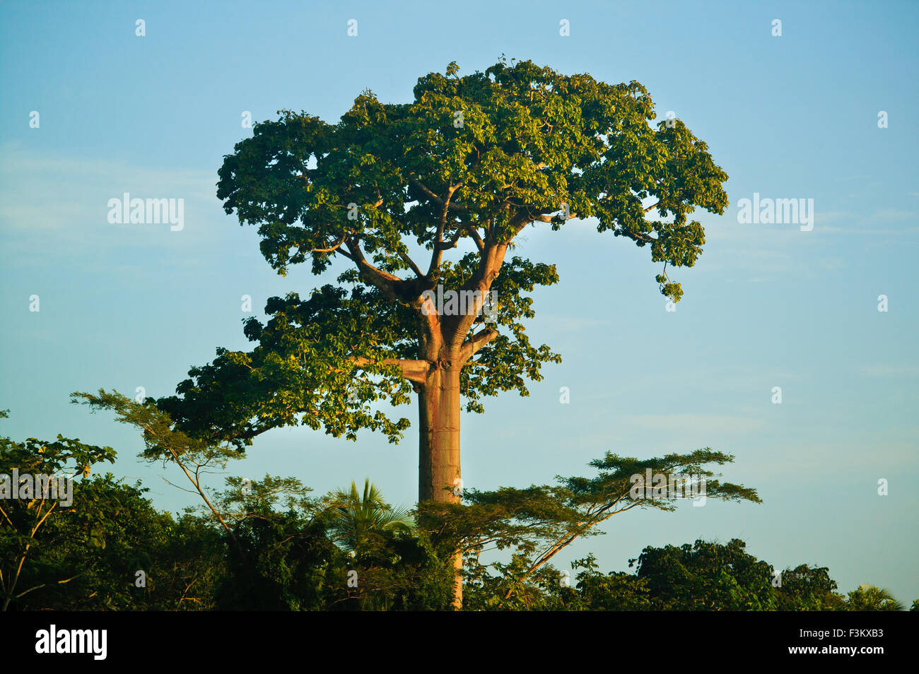 Cuipo tree hi-res stock photography and images - Alamy