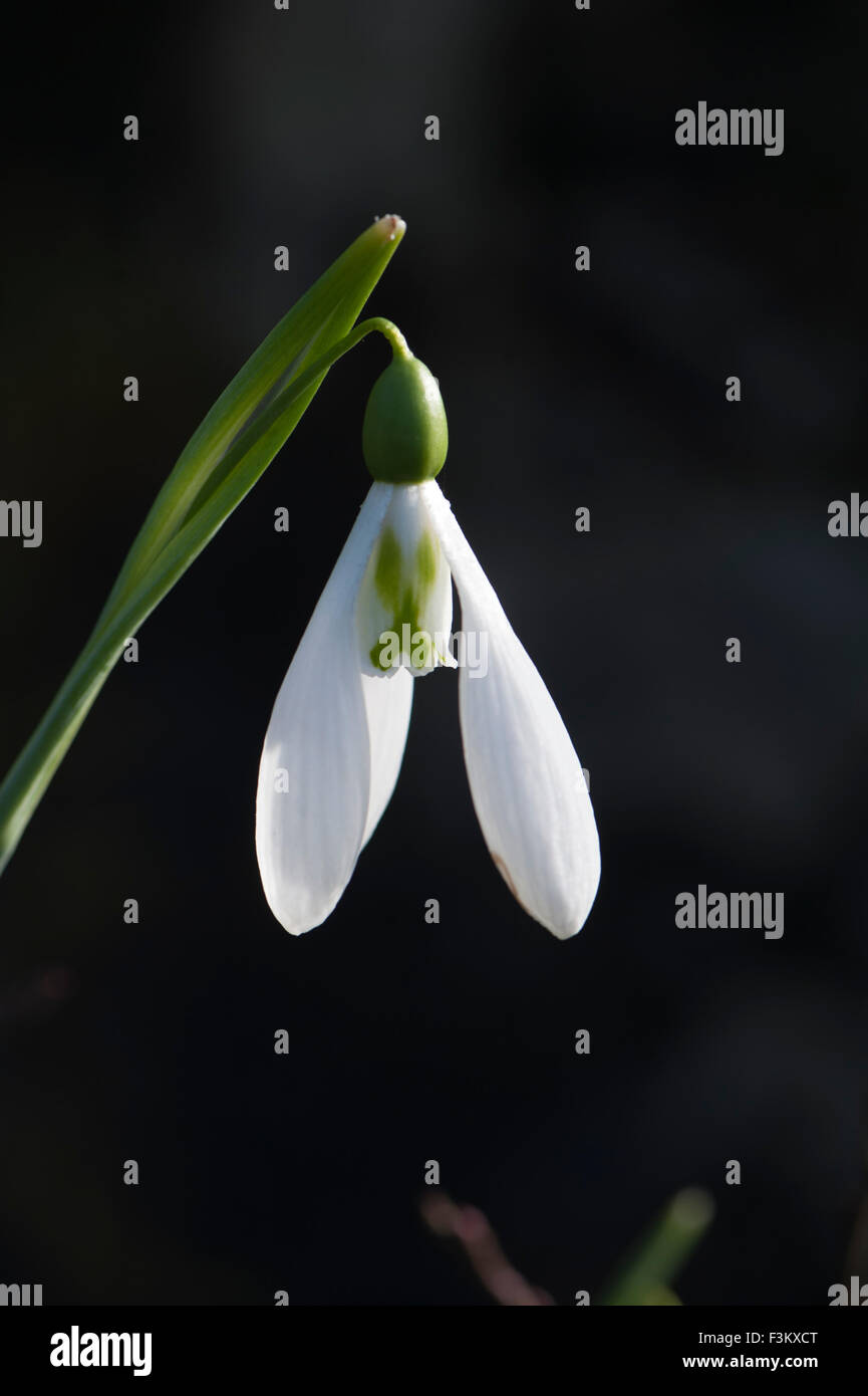 Very large snowdrop hi-res stock photography and images - Alamy