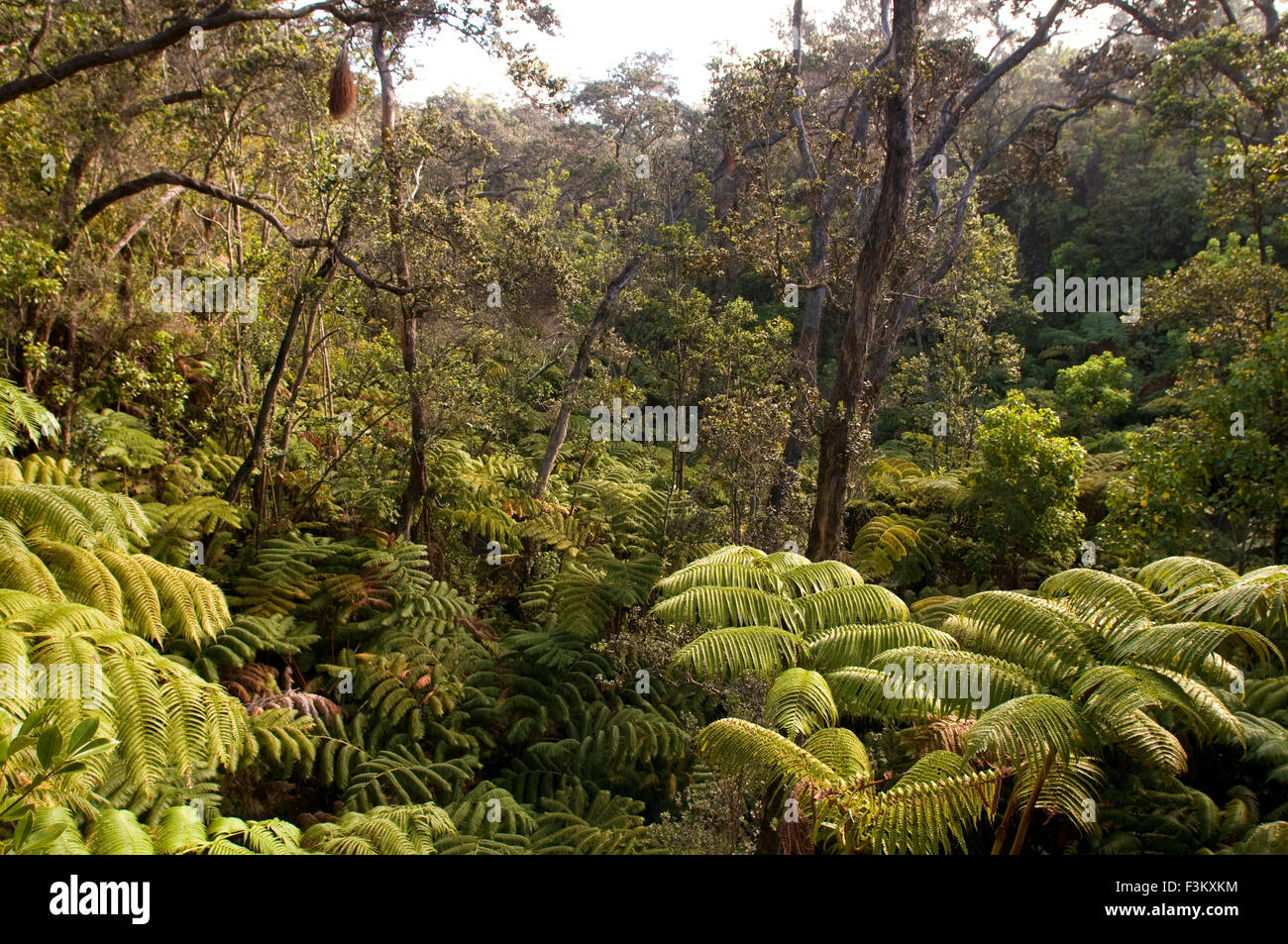 Flora and fauna in thurston lava tube volcanoes national park hi-res ...