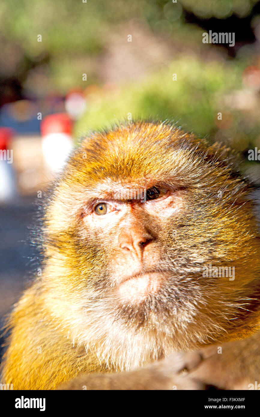 old monkey in africa morocco and natural background fauna close up ...