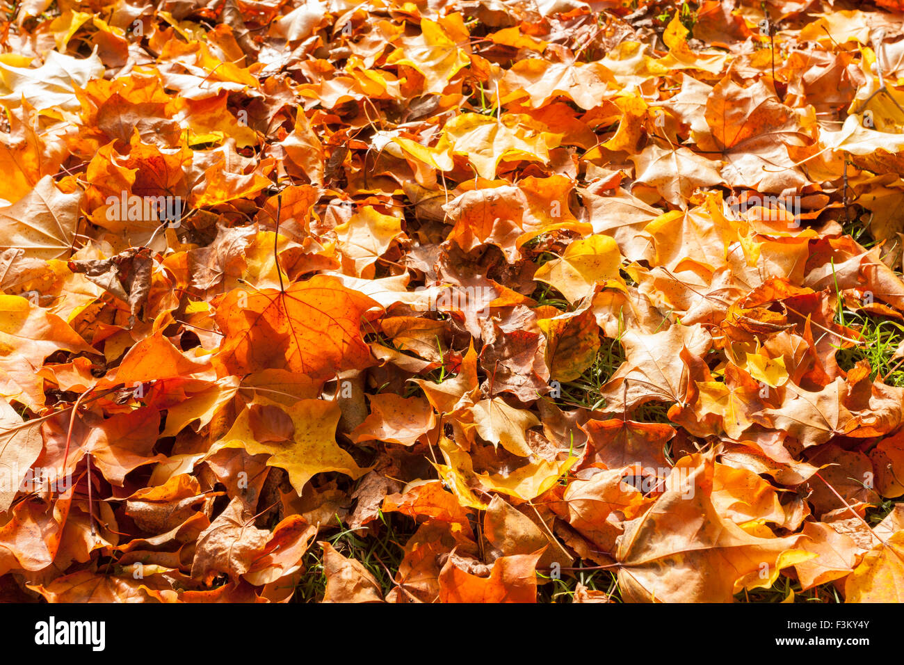 Autumn leave colours hi-res stock photography and images - Alamy
