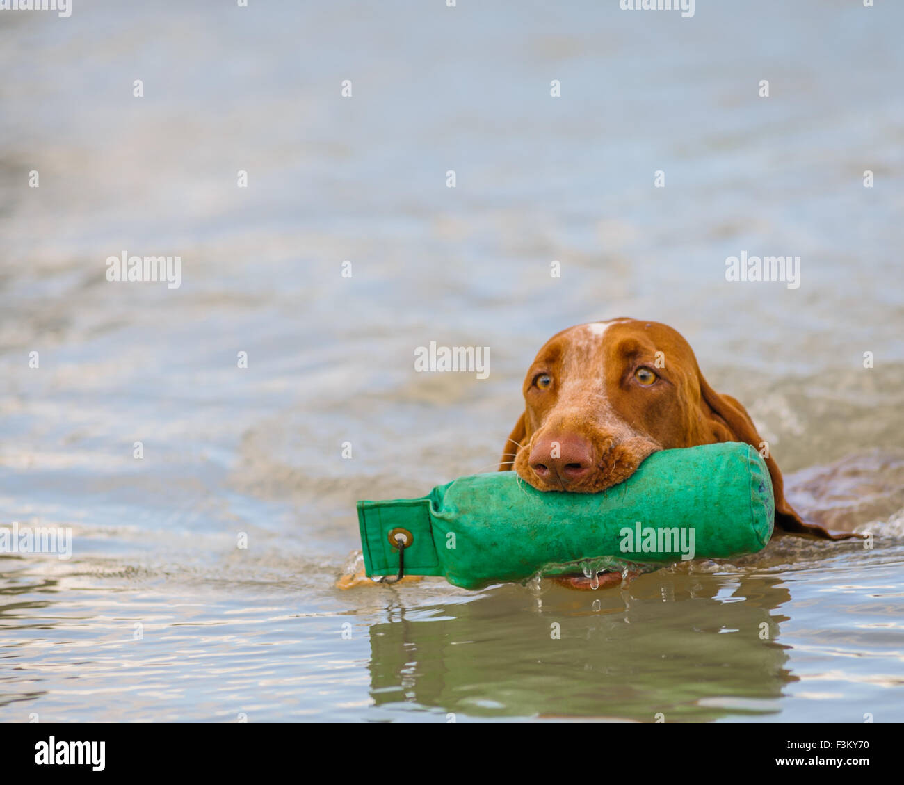 A Bracco Italiano, also called an Italian Pointer or Italian Pointing ...