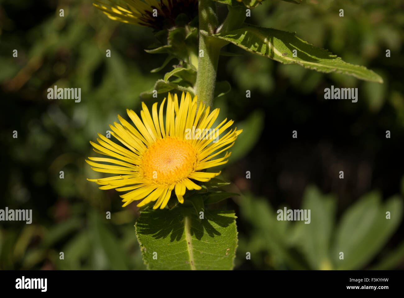 Inula Racemosa High Resolution Stock Photography and Images - Alamy
