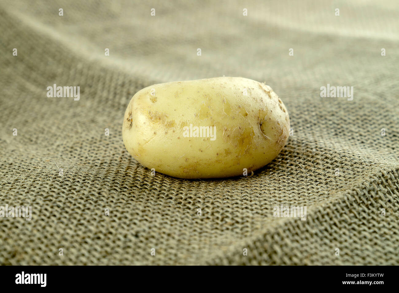 Freshly picked potato Stock Photo - Alamy