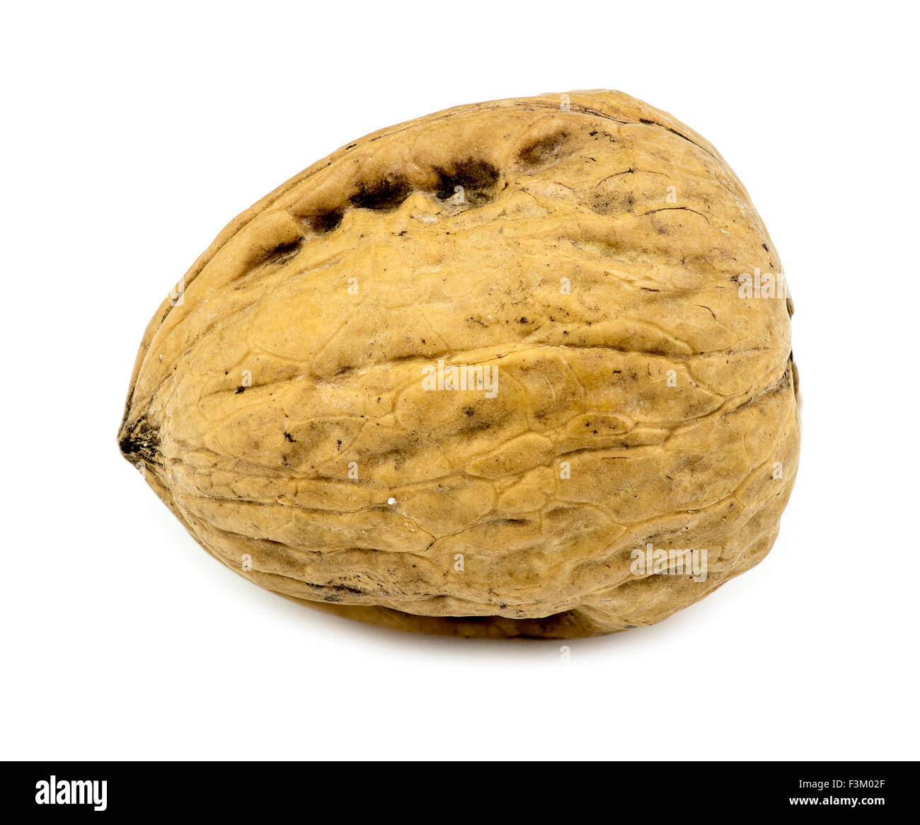 Walnut in shell Stock Photo - Alamy