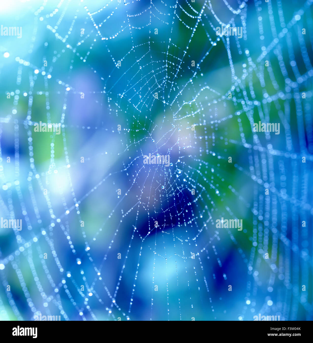 spider web with water drops Stock Photo - Alamy