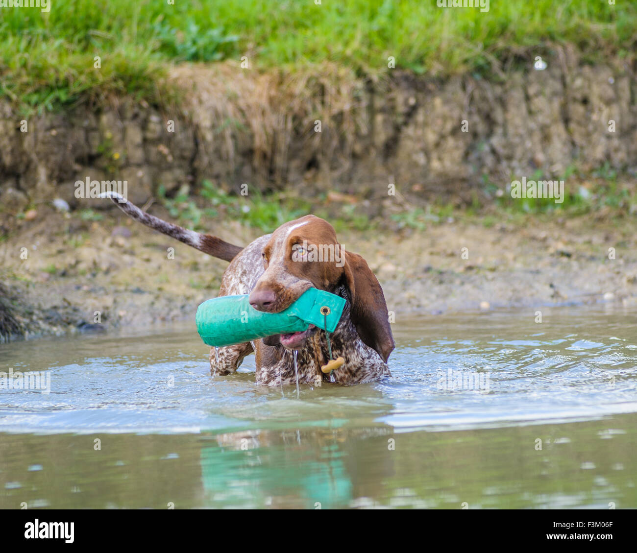A Bracco Italiano, also called an Italian Pointer or Italian Pointing ...