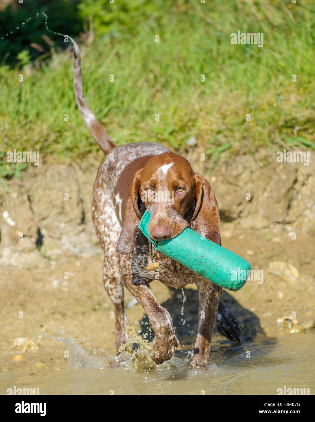 A Bracco Italiano, also called an Italian Pointer or Italian Pointing ...