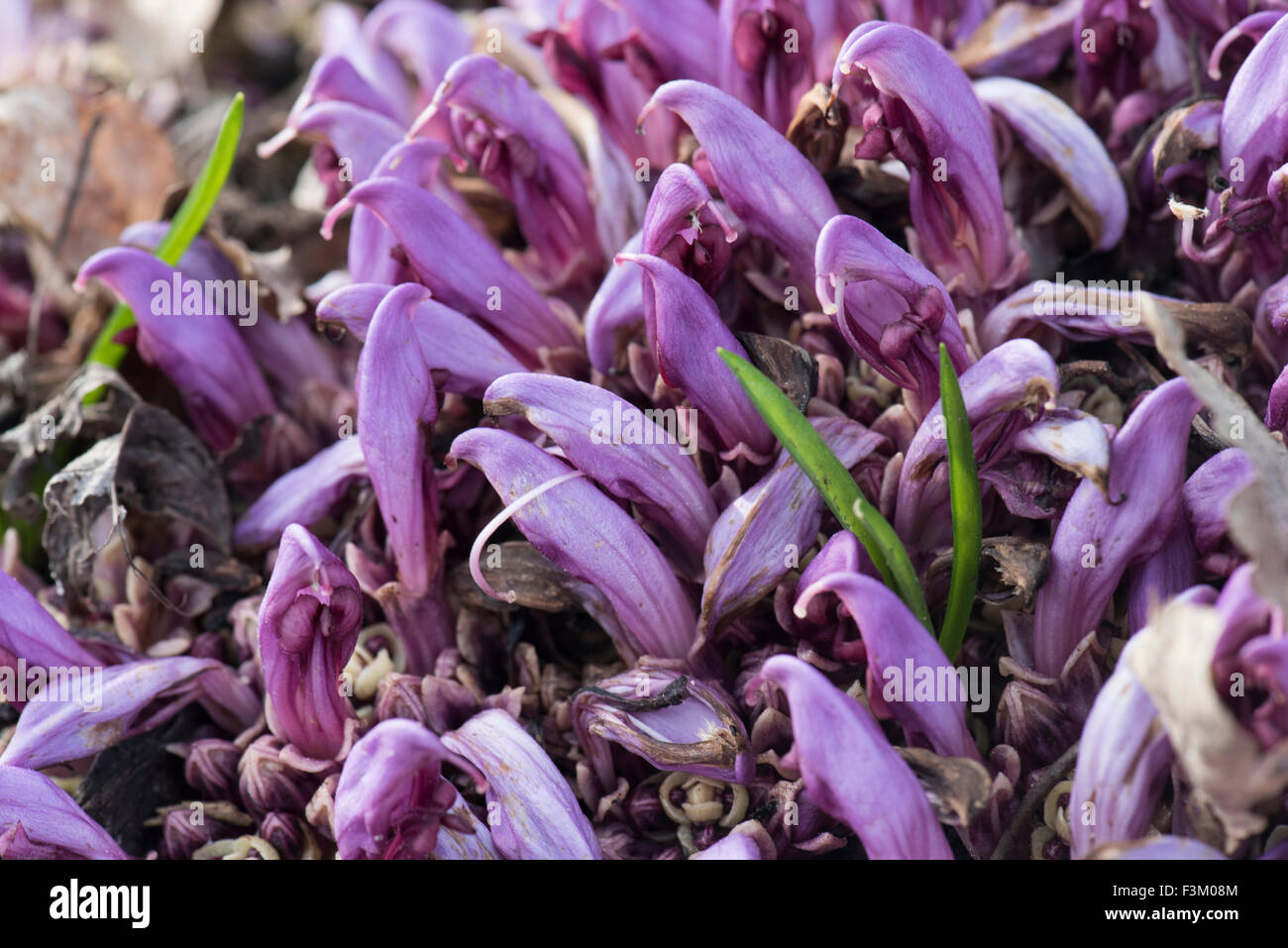 Lathraea clandestina, Purple Toothwort, growing on the roots of Alder ...