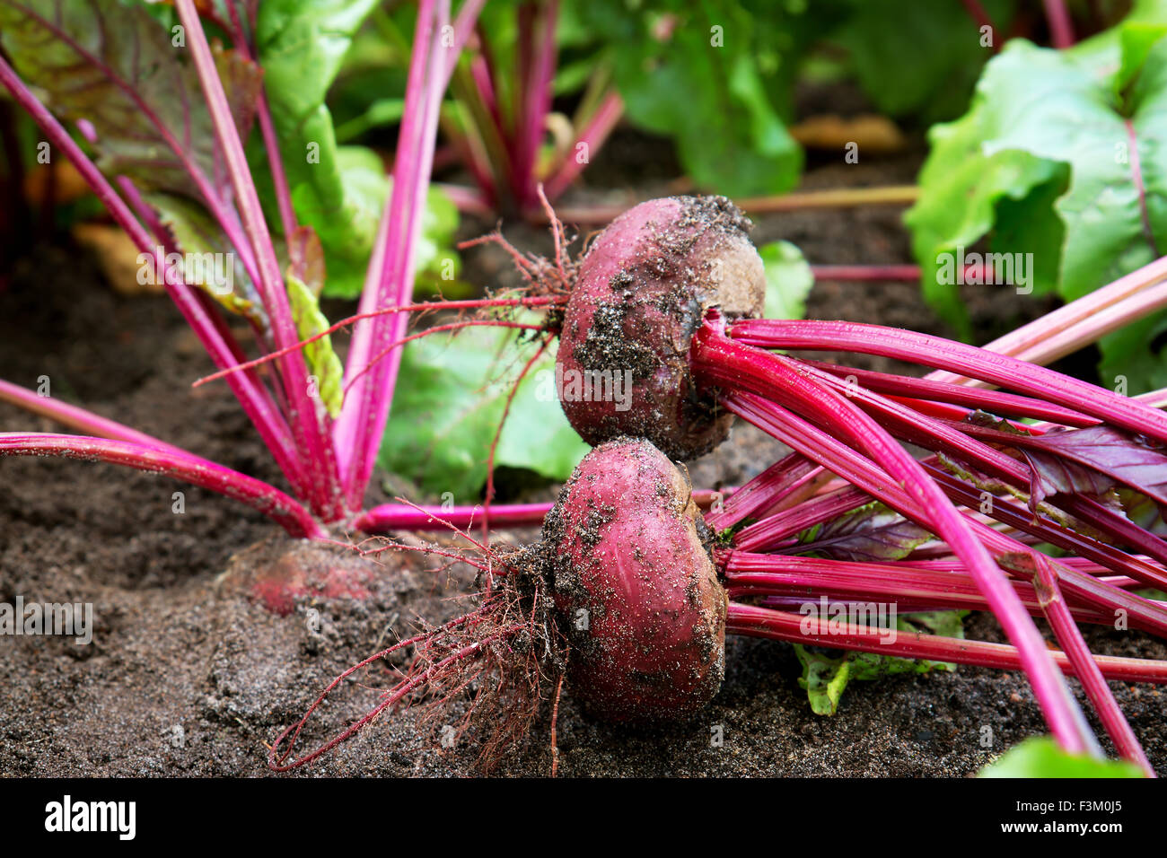 Beetroot in the ground Stock Photo - Alamy