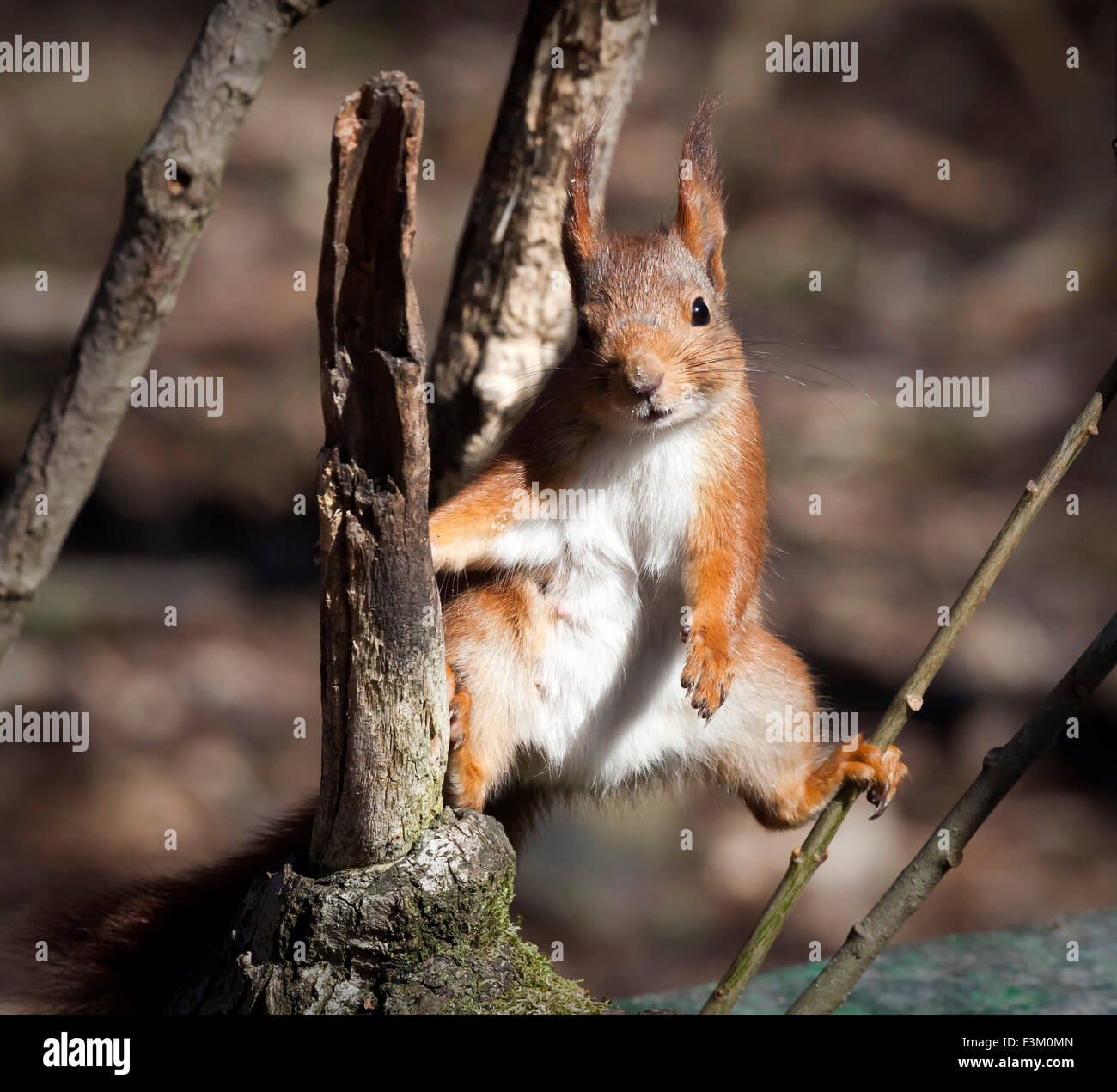 Cute Red Squirrel poses for a photograph Stock Photo - Alamy