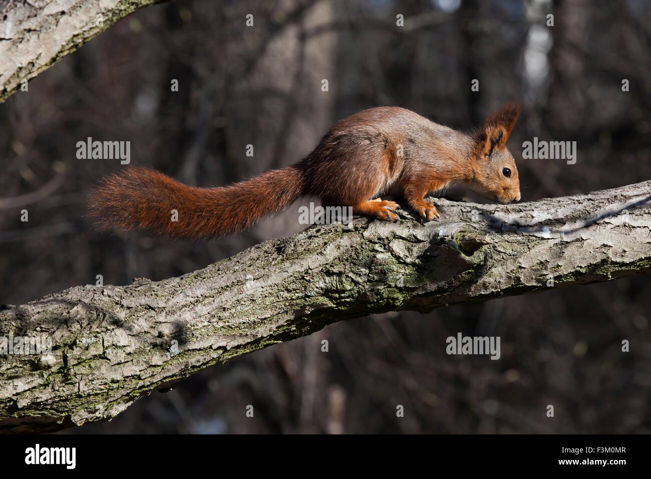 Rodentsciurus hi-res stock photography and images - Alamy