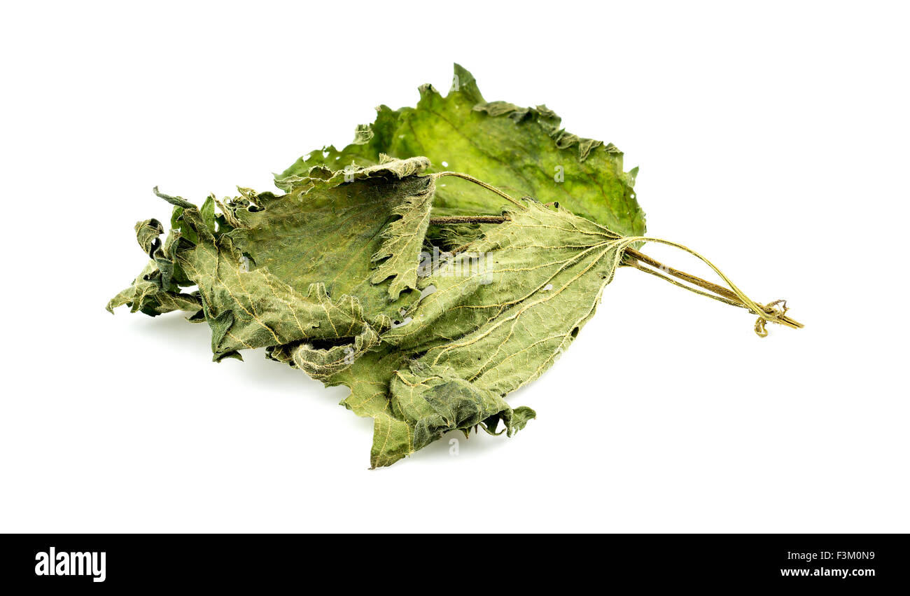 Nettle tea leaf Stock Photo - Alamy