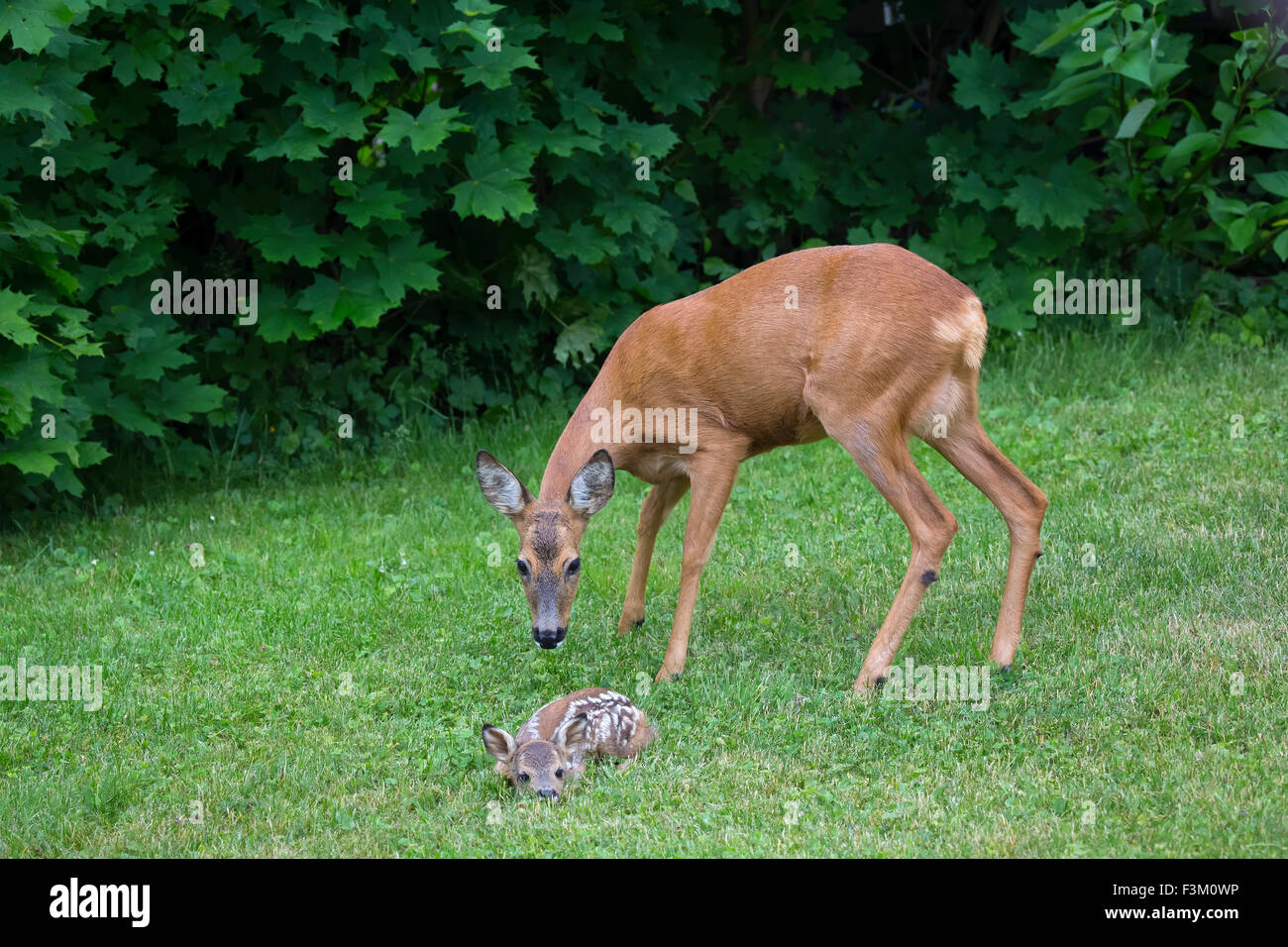 Roe deer (Capreolus capreolus) with a baby deer Stock Photo - Alamy