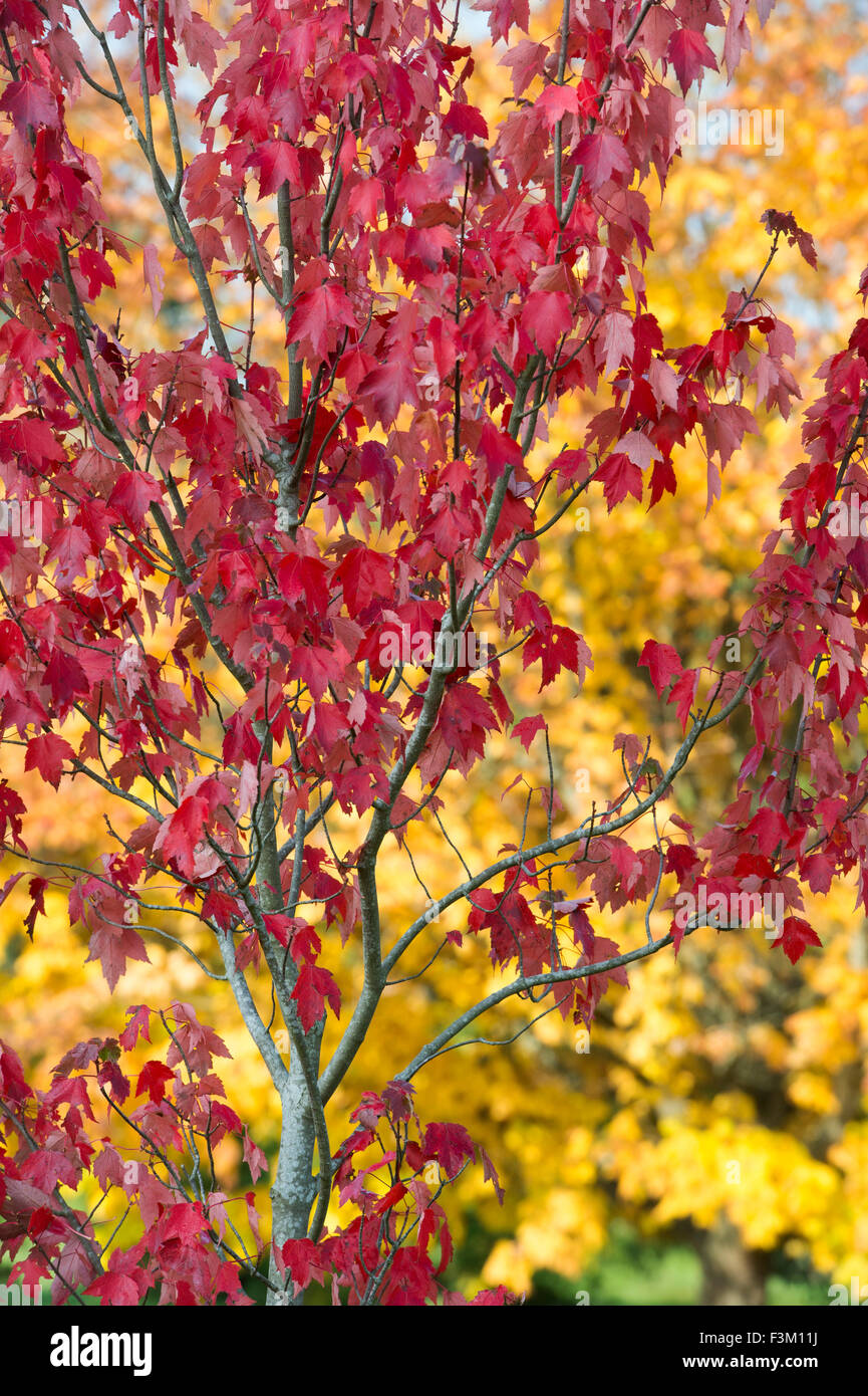 Acer rubrum uk hi-res stock photography and images - Alamy