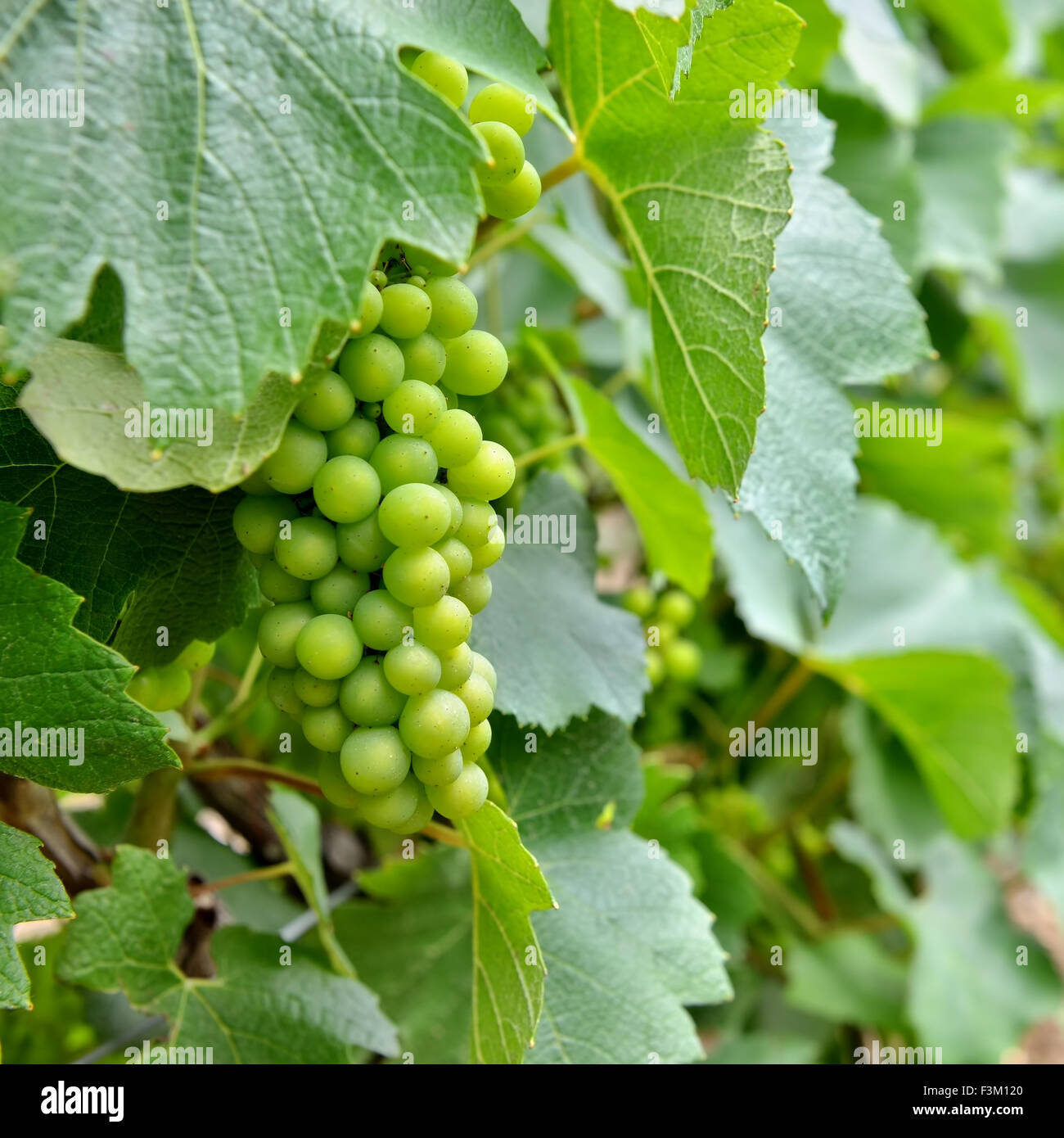 Rainy day grapes hi-res stock photography and images - Alamy