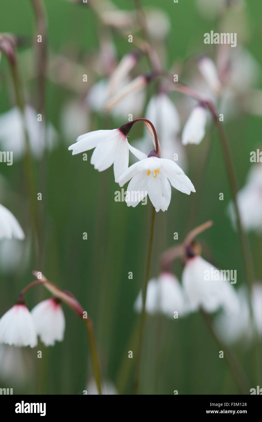 Acis autumnalis hi-res stock photography and images - Alamy