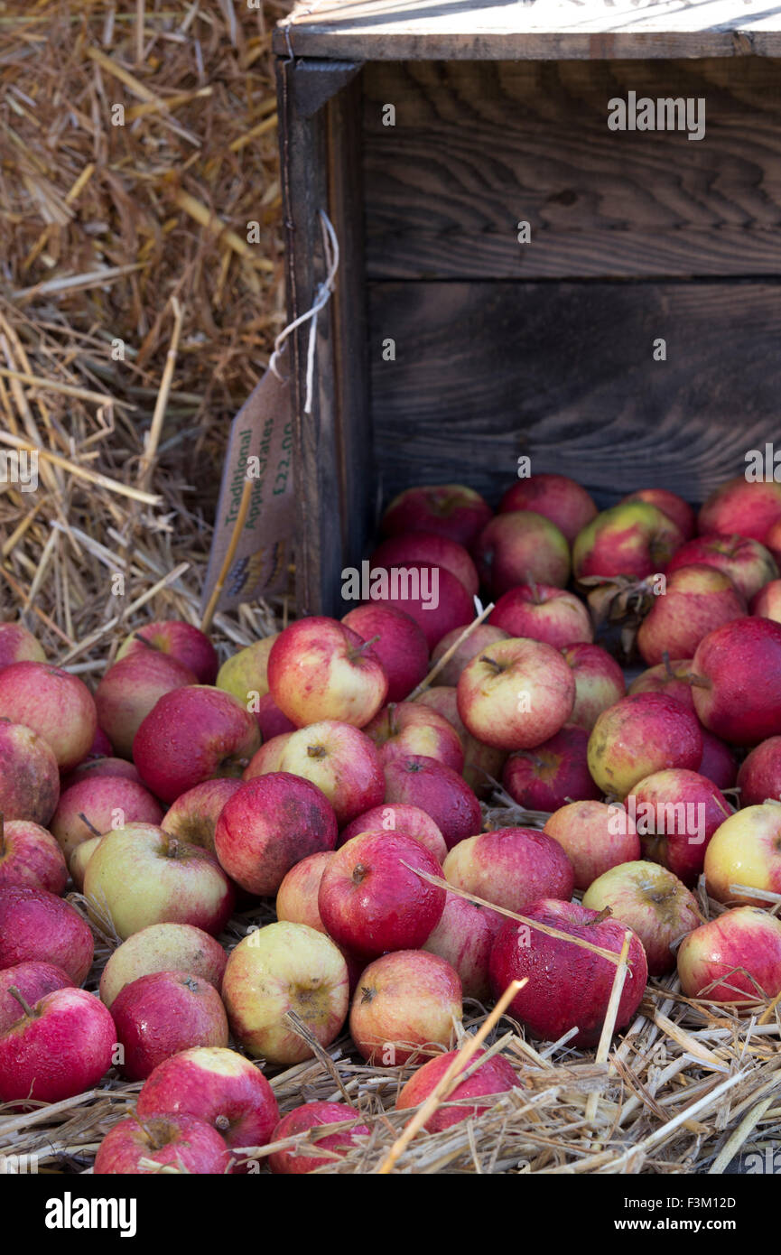 Harvested apples in a crate at an Autumn Show, UK Stock Photo - Alamy