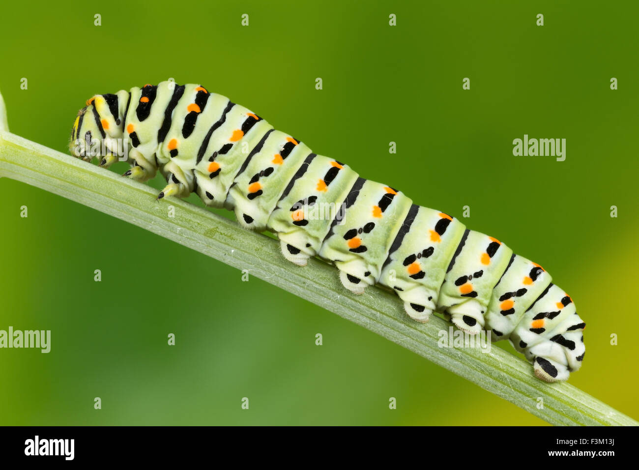 Caterpillar of the Maltese Swallowtail Butterfly eating fennel leaves ...