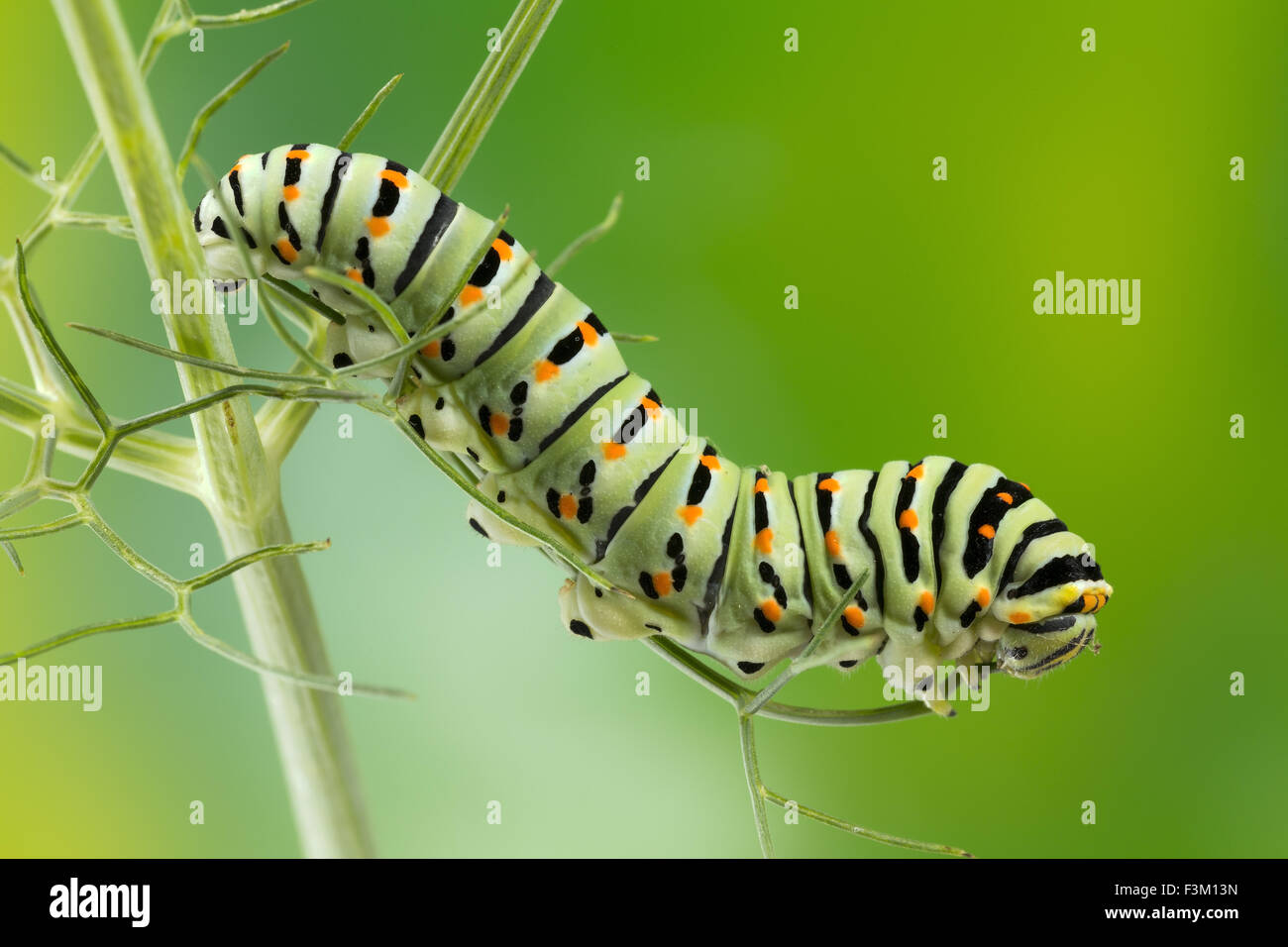 Caterpillar of the Maltese Swallowtail Butterfly eating fennel leaves ...