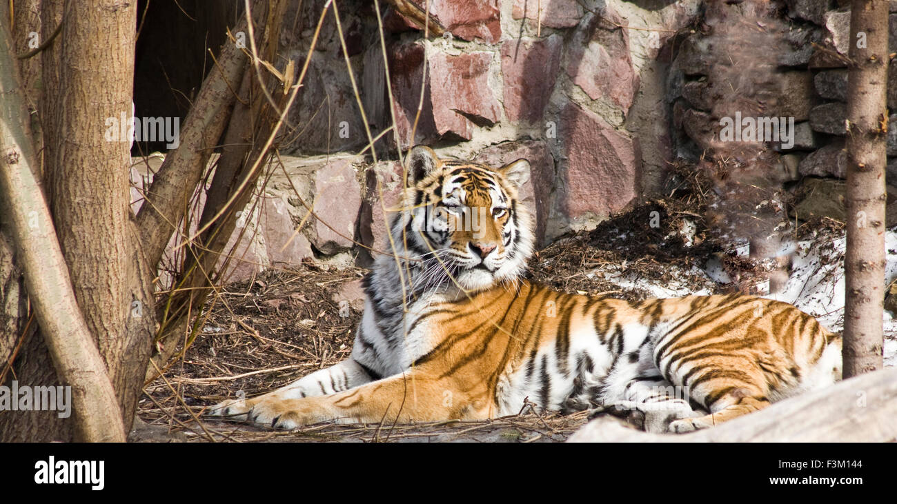 Lying tiger, horizontal Stock Photo - Alamy