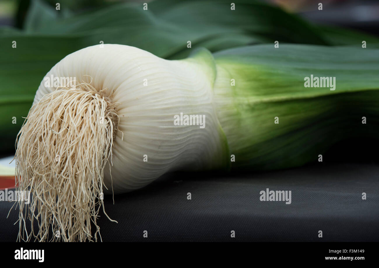 Giant show leeks at an Autumn Show. UK Stock Photo - Alamy