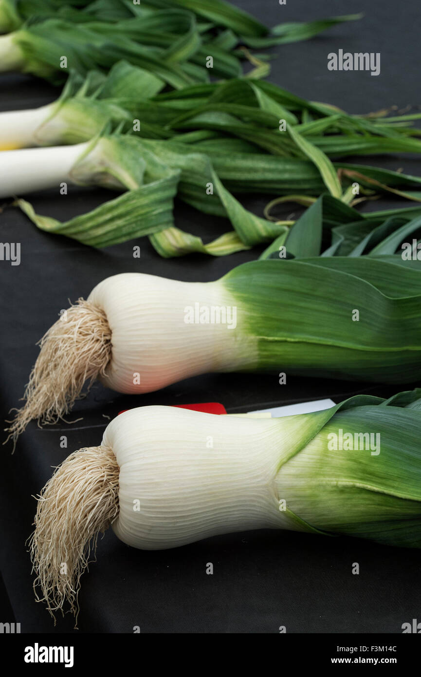 Growing leeks for show hi-res stock photography and images - Alamy