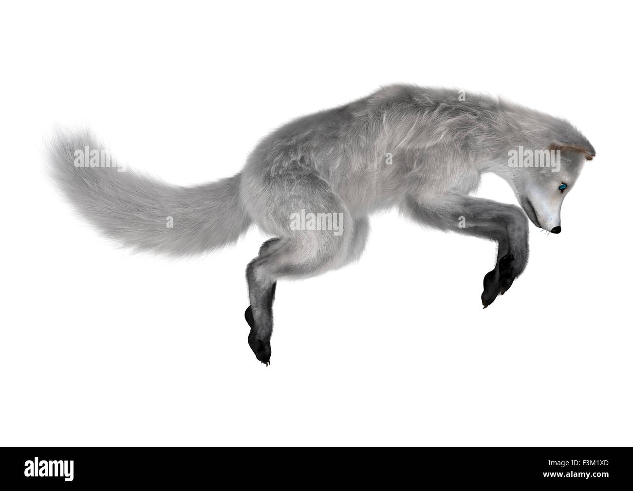 3D digital render of an arctic fox jumping isolated on white background ...