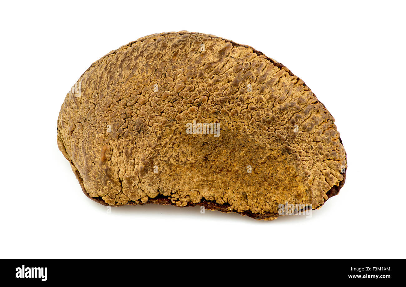 Brown nut hi-res stock photography and images - Alamy