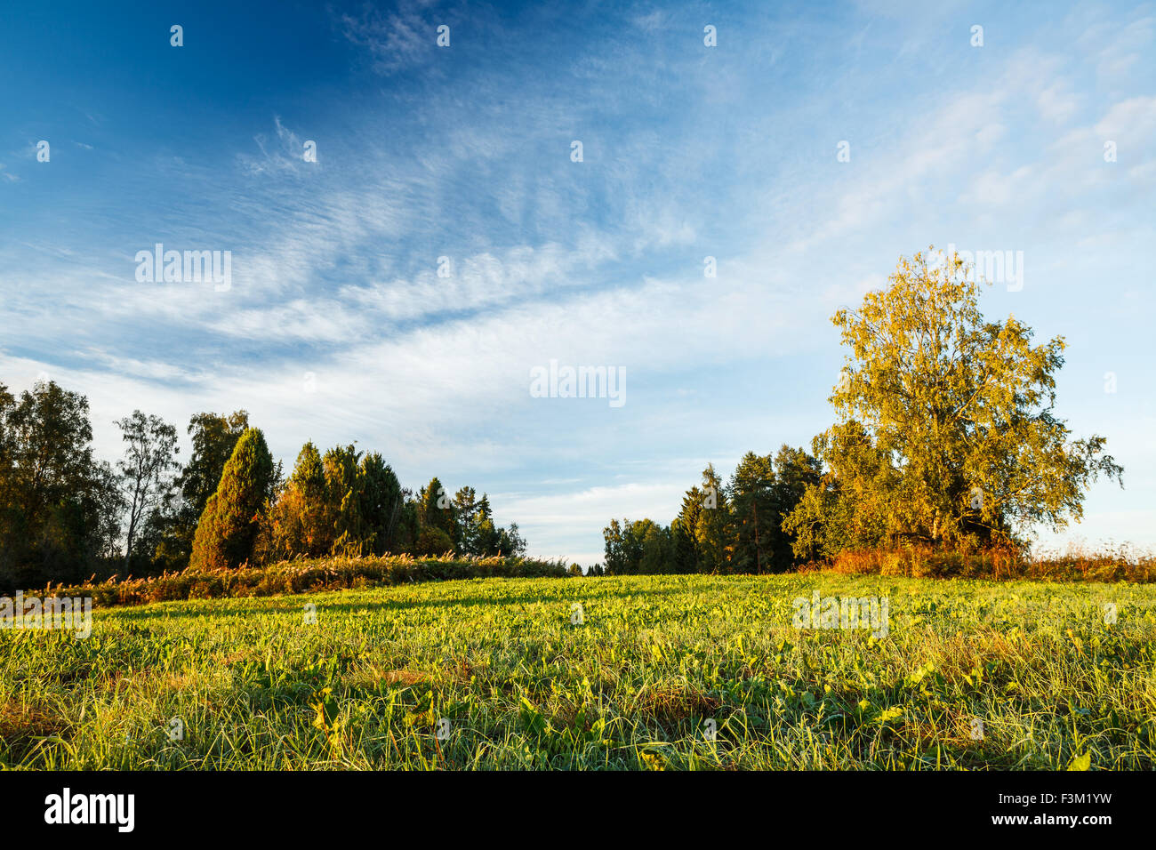 Temperate Grassland Trees