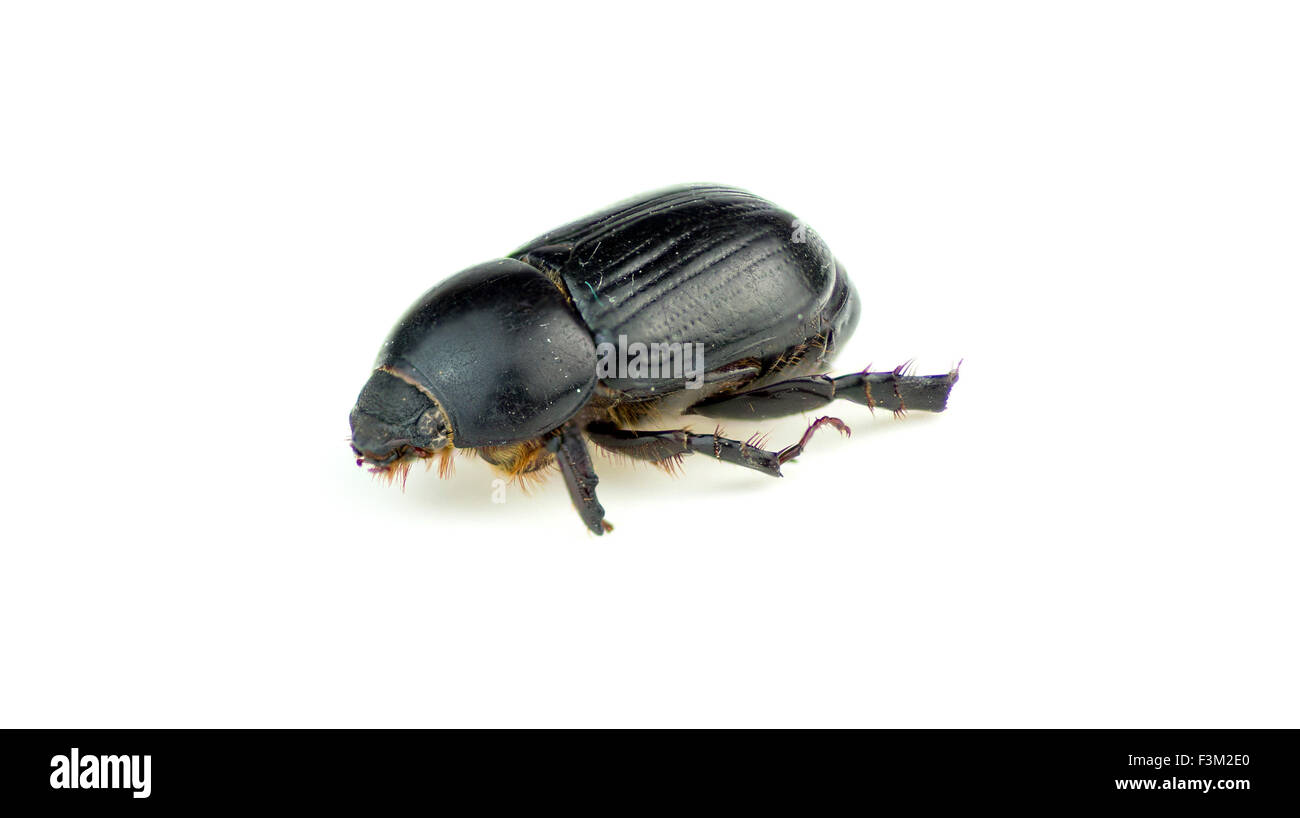 Macro closeup of naturally dead black beetle Stock Photo - Alamy
