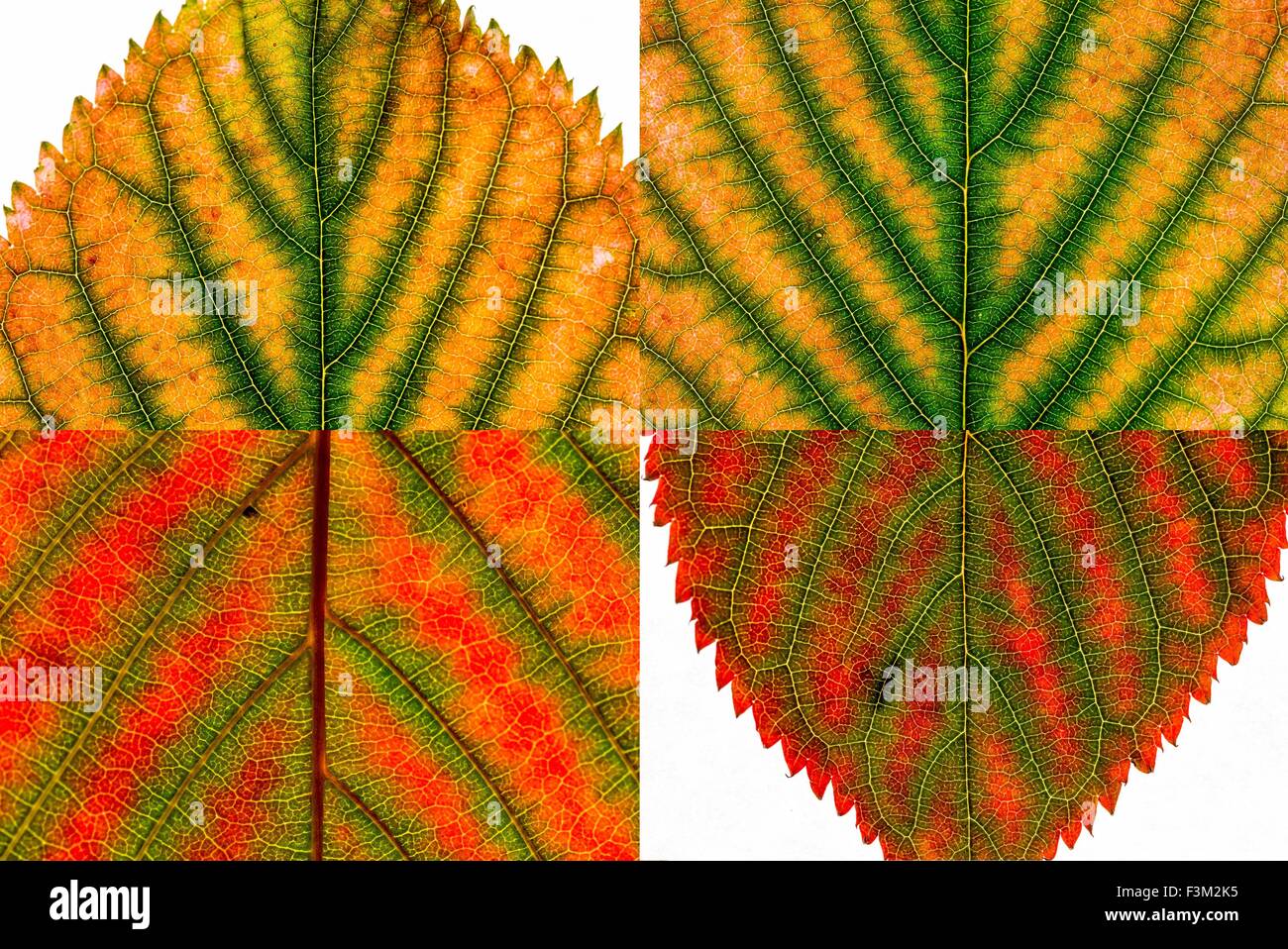 London, UK. 9th October, 2015. Rich Colours of Autumn Forestry Leaves ...