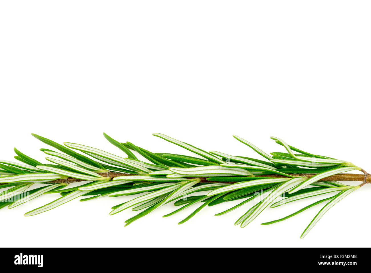 Beautiful macro background texture of green rosemary with copyspace ...