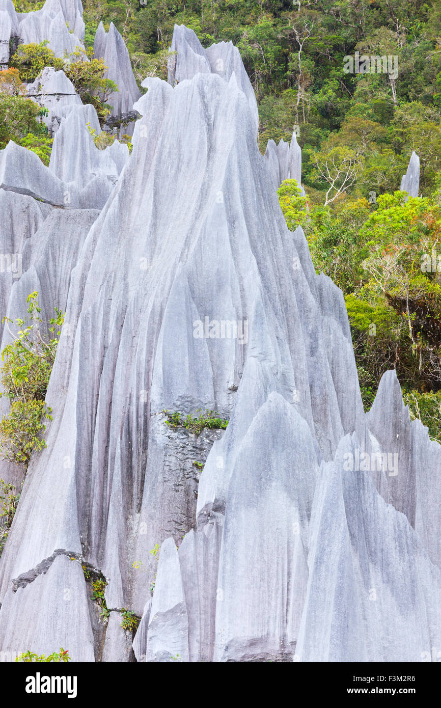 Limestone pinnacles at gunung mulu national park Stock Photo - Alamy