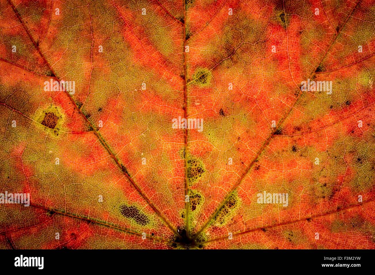 London, UK. 9th October, 2015. Rich Colours of Autumn Forestry Leaves ...