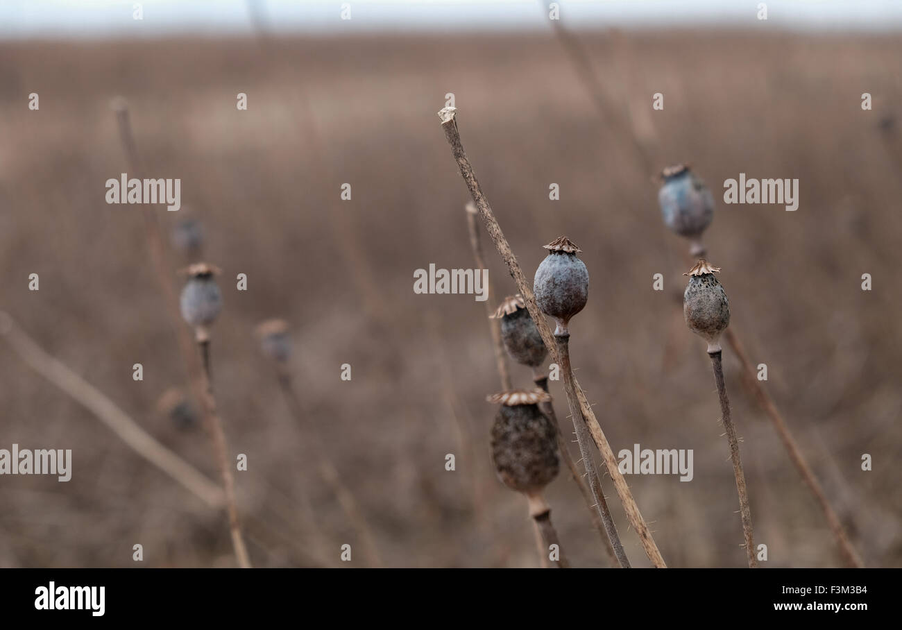 Field poppy seed pod hi-res stock photography and images - Alamy