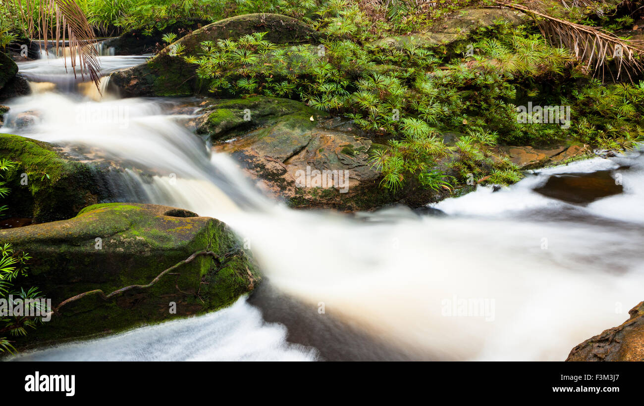 Small stream in jungle Stock Photo - Alamy