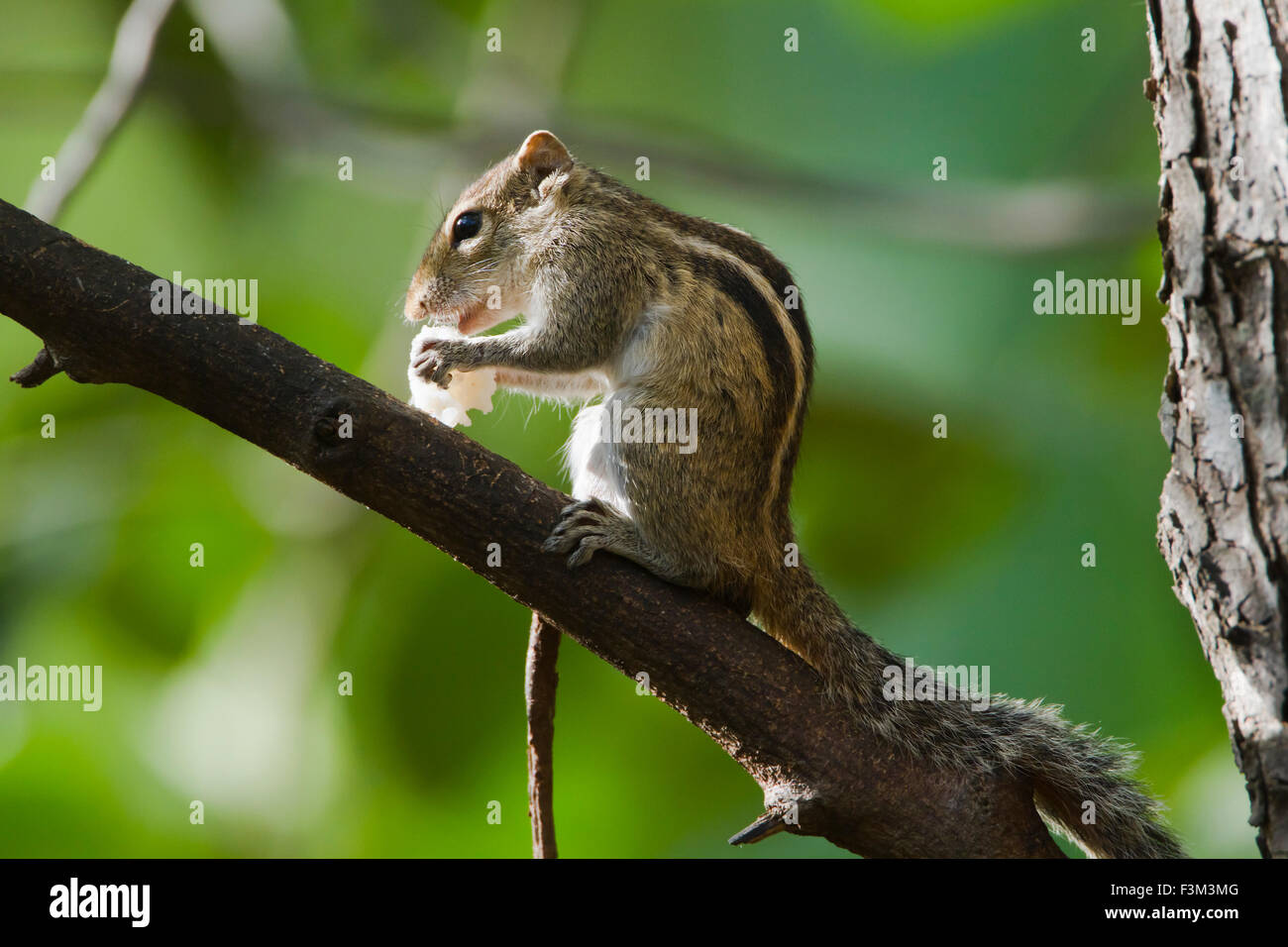 Indian palm squirrel in Mynneriya national park,Sri Lanka ; specie ...