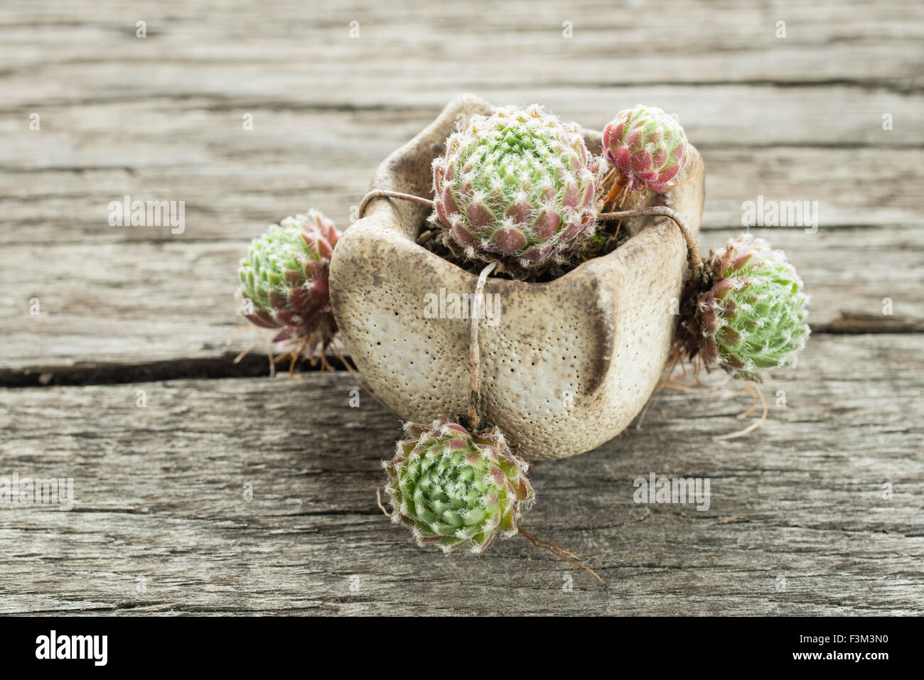 Houseleek (Sempervivum) with layers in a tiny pot Stock Photo - Alamy
