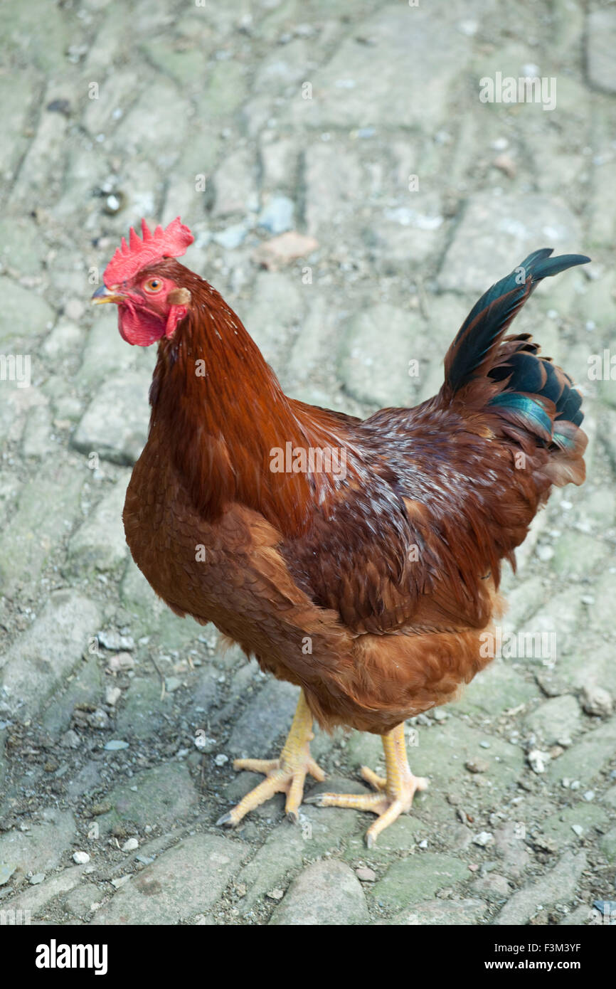 Male chicken hi-res stock photography and images - Alamy