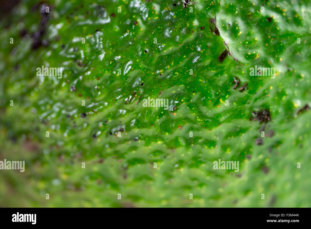 Macro of green avocado skin texture Stock Photo - Alamy