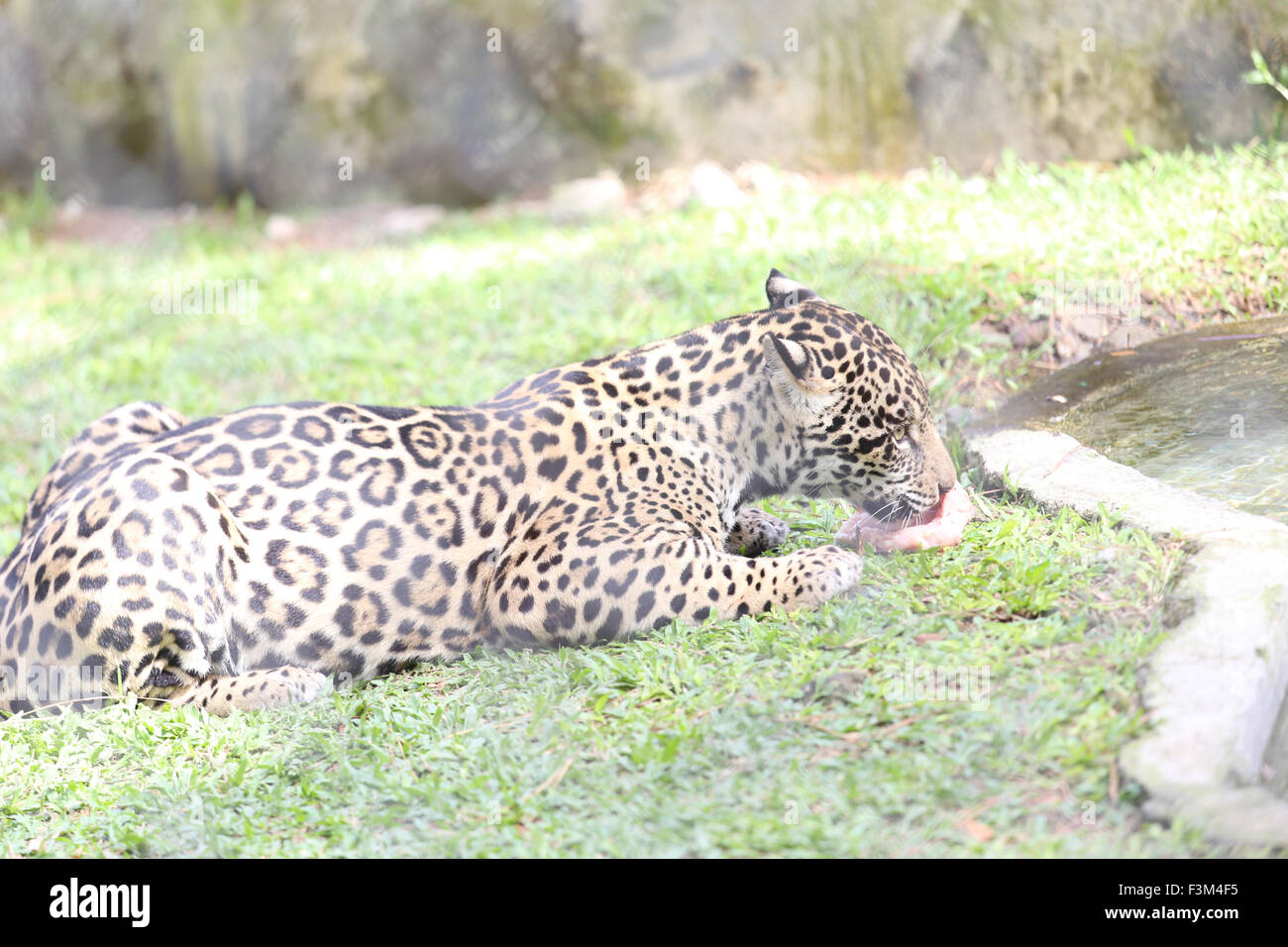 Jaguar eating his pray Stock Photo - Alamy