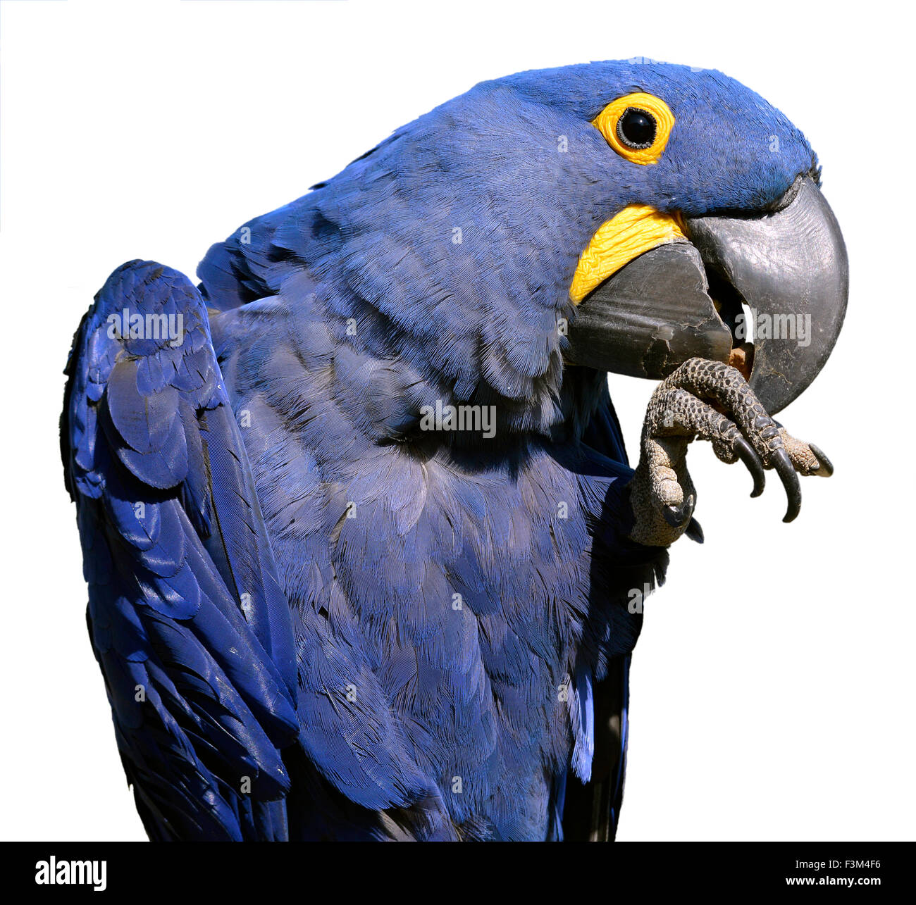 Isolated macaw hi-res stock photography and images - Alamy