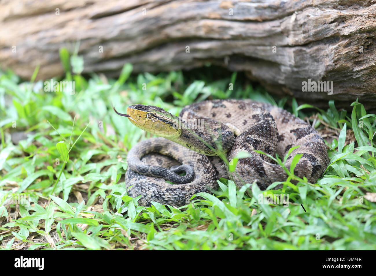 Ferdelance Pit Viper in the Rain Forest Stock Photo - Alamy