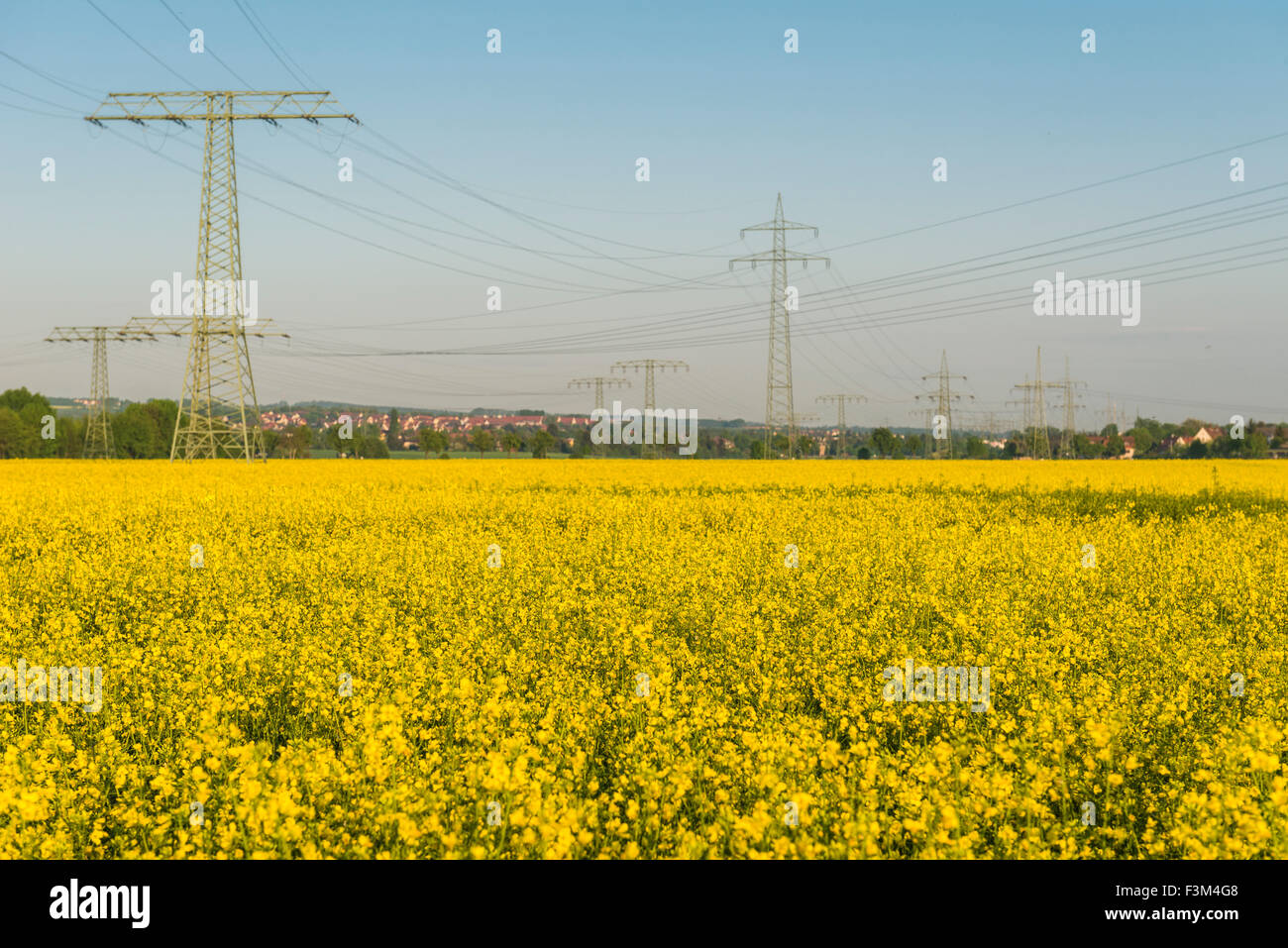 Overhead powerline crossing a rapeseed (Canola) field Stock Photo - Alamy
