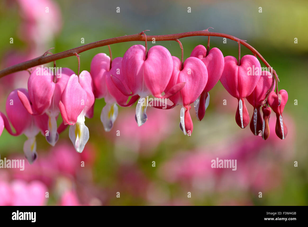 Stem bleeding hi-res stock photography and images - Alamy