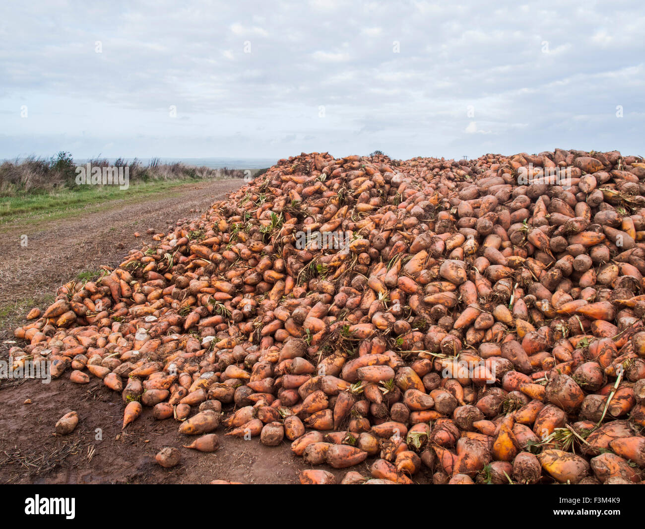Beet Pile Stock Photos & Beet Pile Stock Images - Alamy
