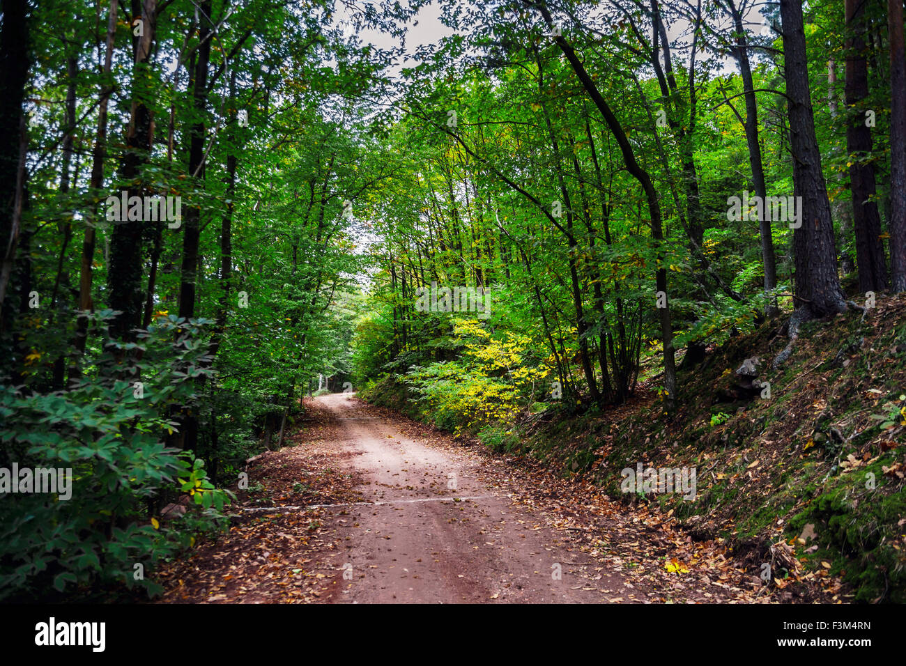 Beautiful pine-tree forest in Alsace mountains, autumnal colors, yellow ...
